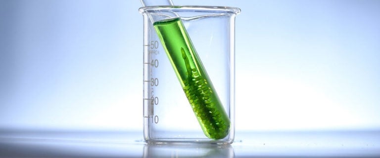 The principle of mixotrophy in microalgae culture EN - Synoxis Algae