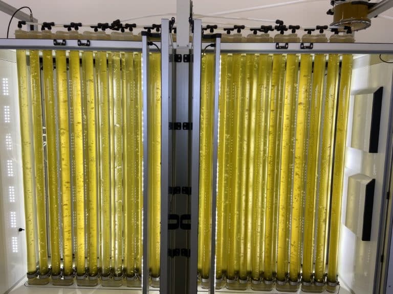 JUMBO - 285L Photobioreactor - Synoxis Algae